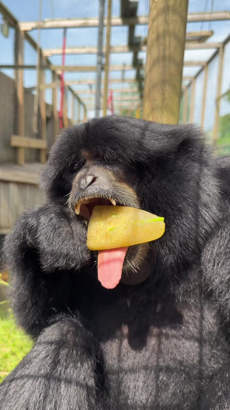 Gibbon snacks on popsicle to beat the heat | Around The Web ...