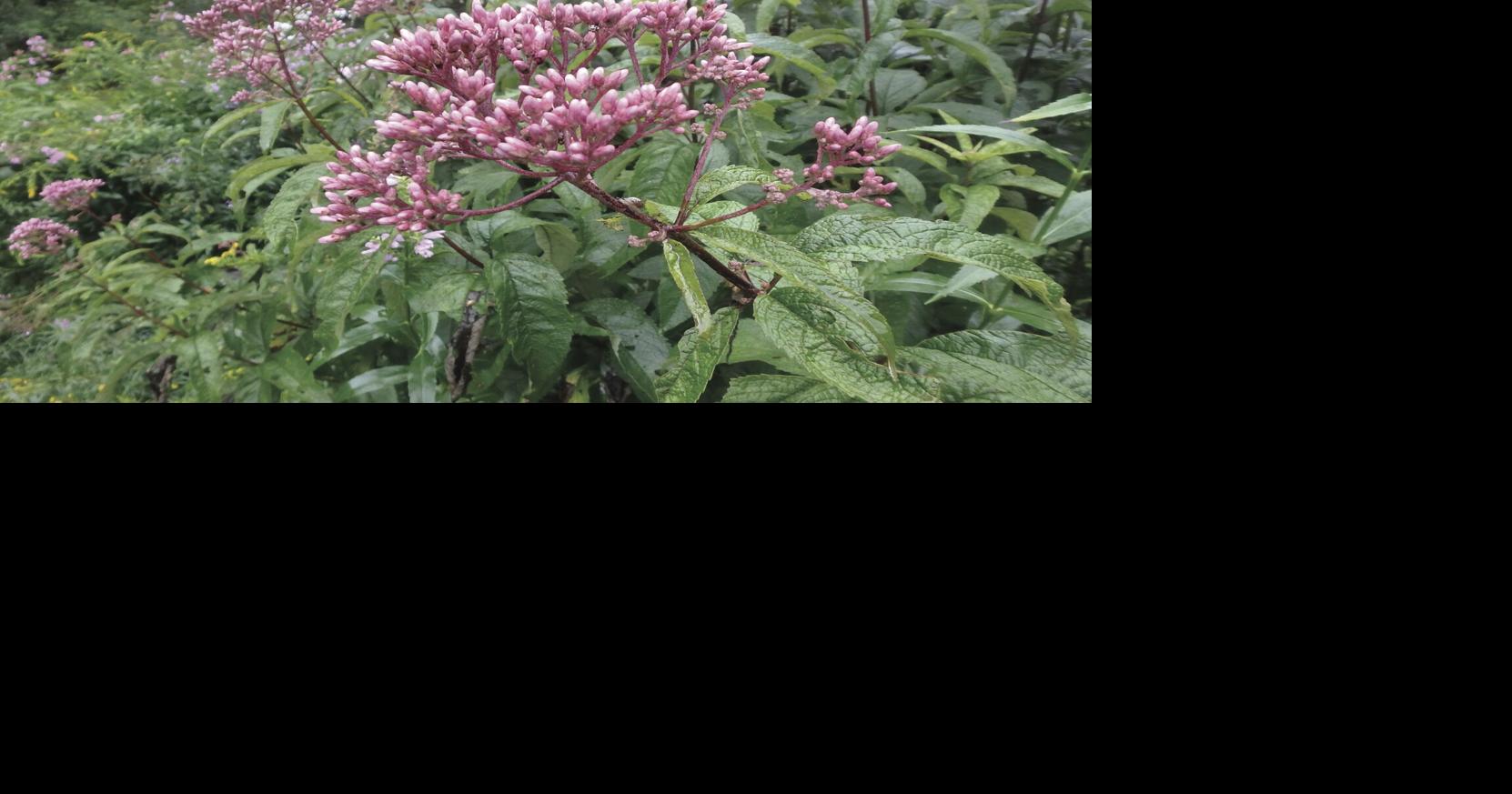 Fall flowers are important for pollinators and birds | Special Sections ...