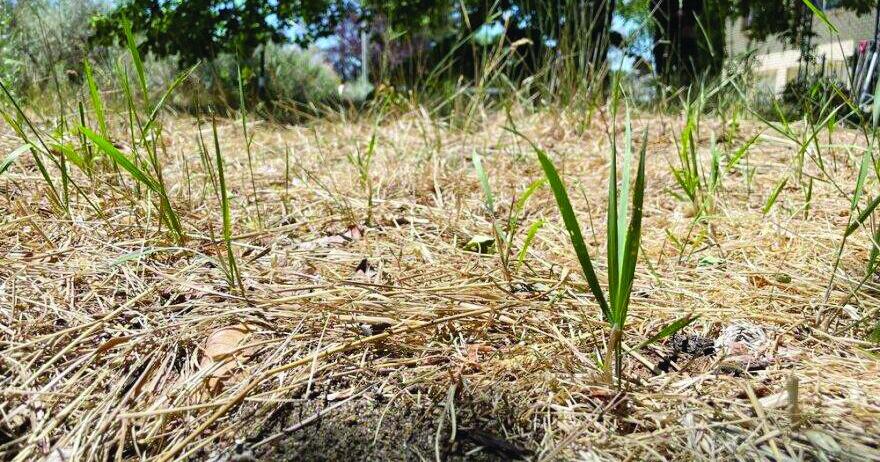 Wildfire risk high in NH this summer due to dry conditions | State ...