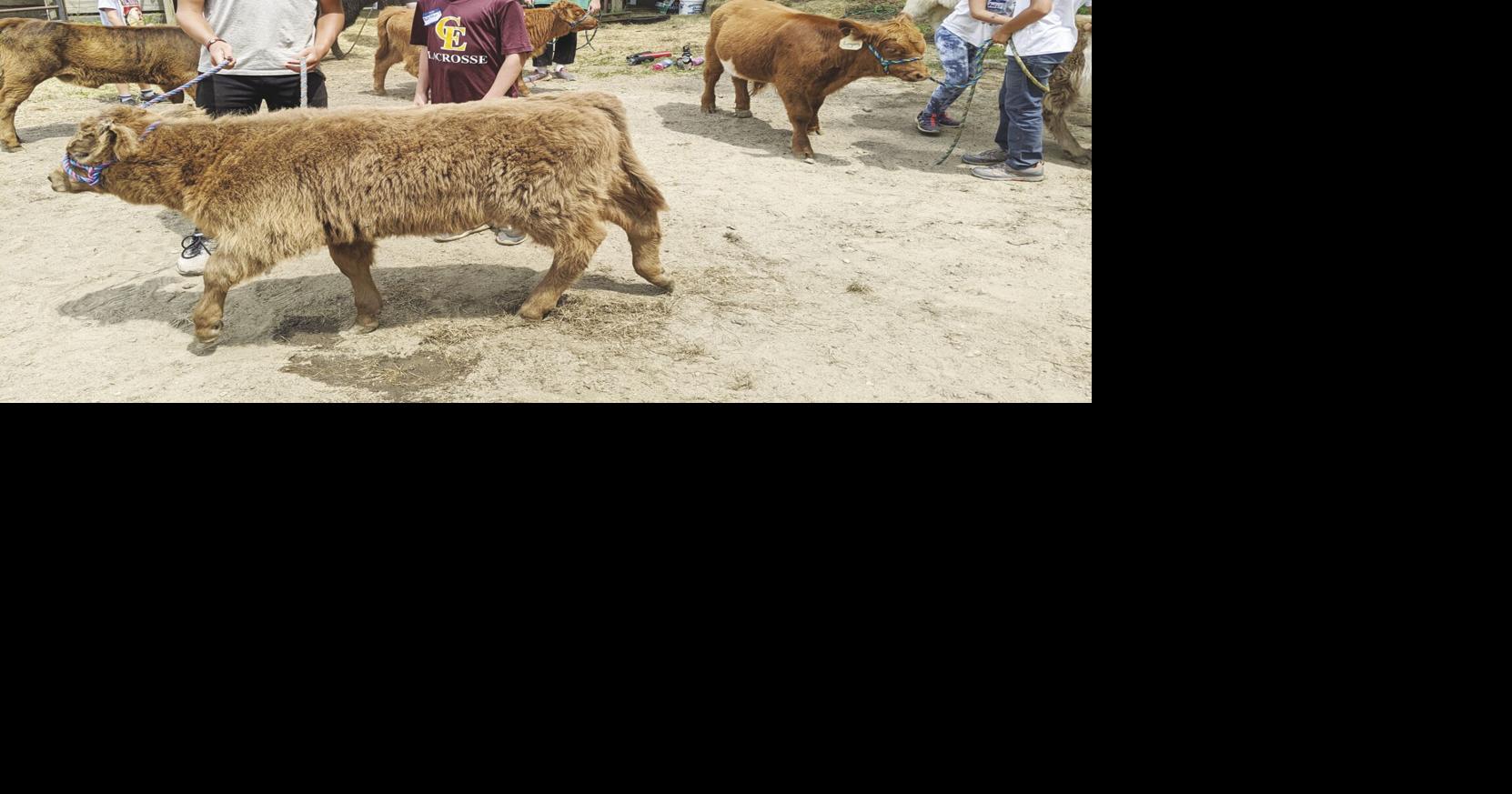 Teaching calves about people | Outdoors | laconiadailysun.com