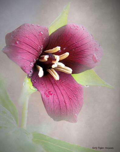 Life in the time of COVID-19: Gerry Fagan, Gilford | Local News ...