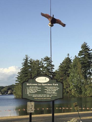 Sam the Eagle flying high over Opechee Cove | Local News ...