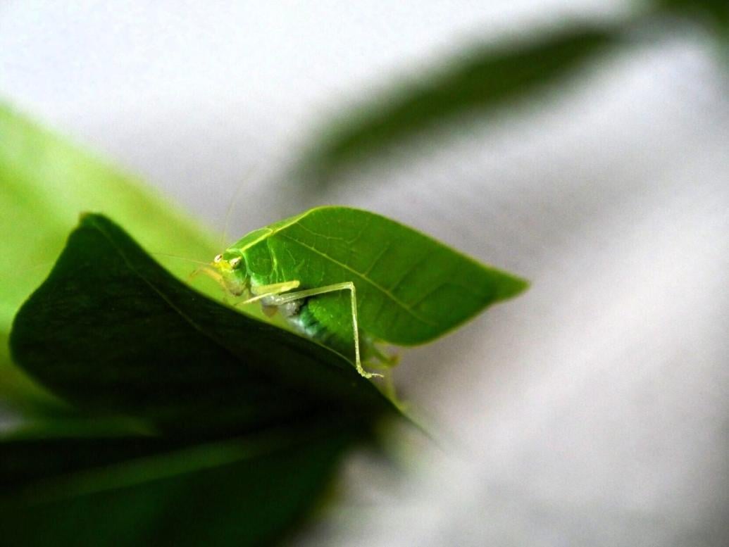 Insect uses its leaf-like camouflage to attract potential mates ...