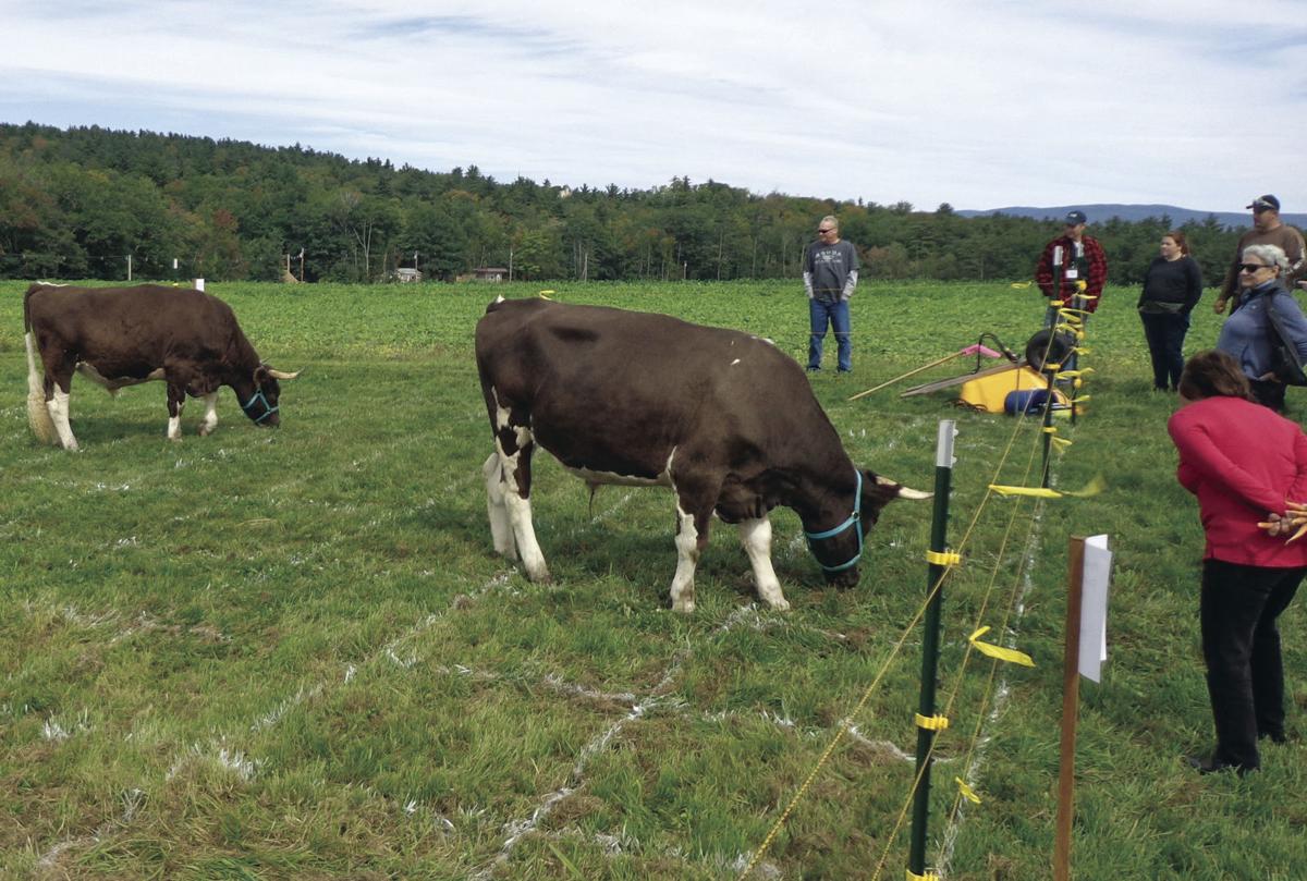 Belknap House announces winner of Cow Pie Bingo fundraiser ...
