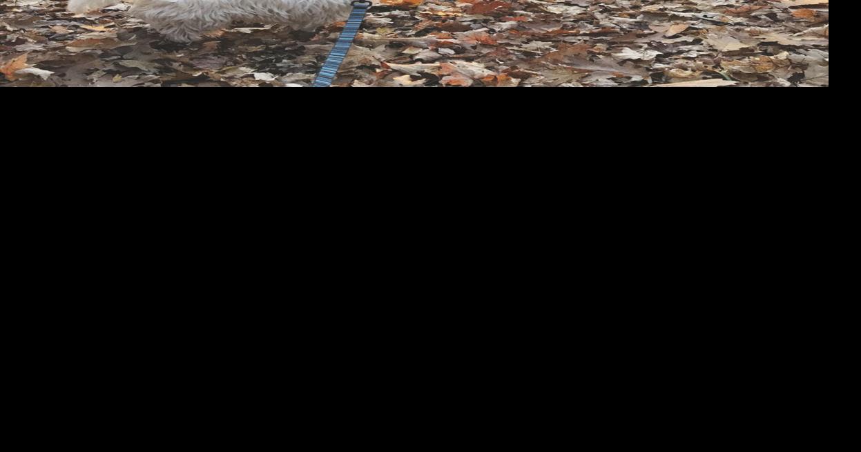 Woofs at Whitten Woods: A guided hike with your dog | Announcements ...