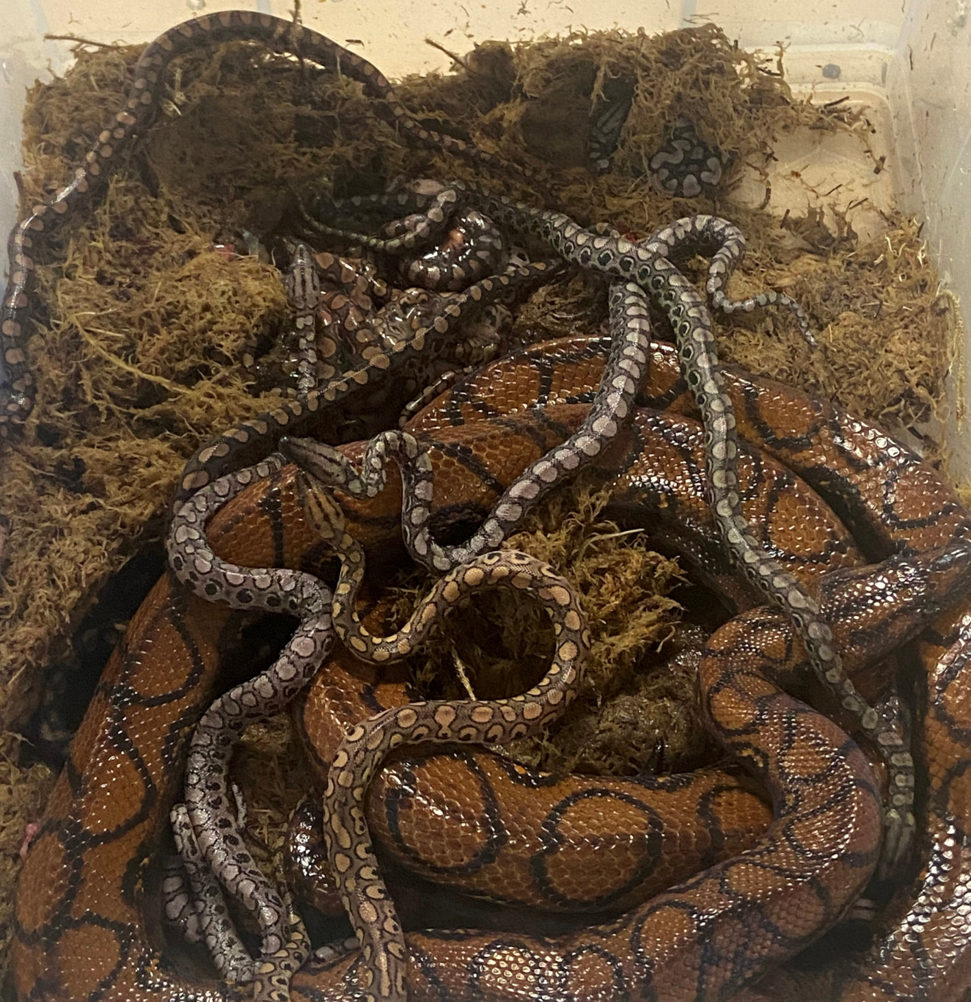 Experts baffled by snake’s second ‘virgin birth’ | Around The Web ...