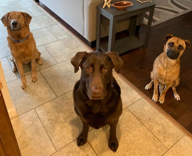 Happily Ever After: Whippet and the Carmean Family