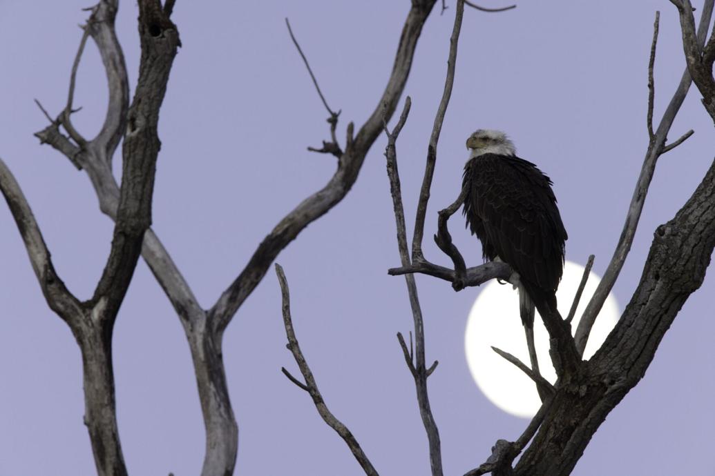 A sightseeing guide to bald eagles around St. Louis