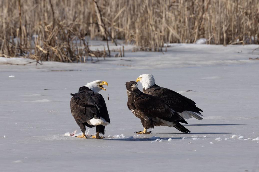 A sightseeing guide to bald eagles around St. Louis