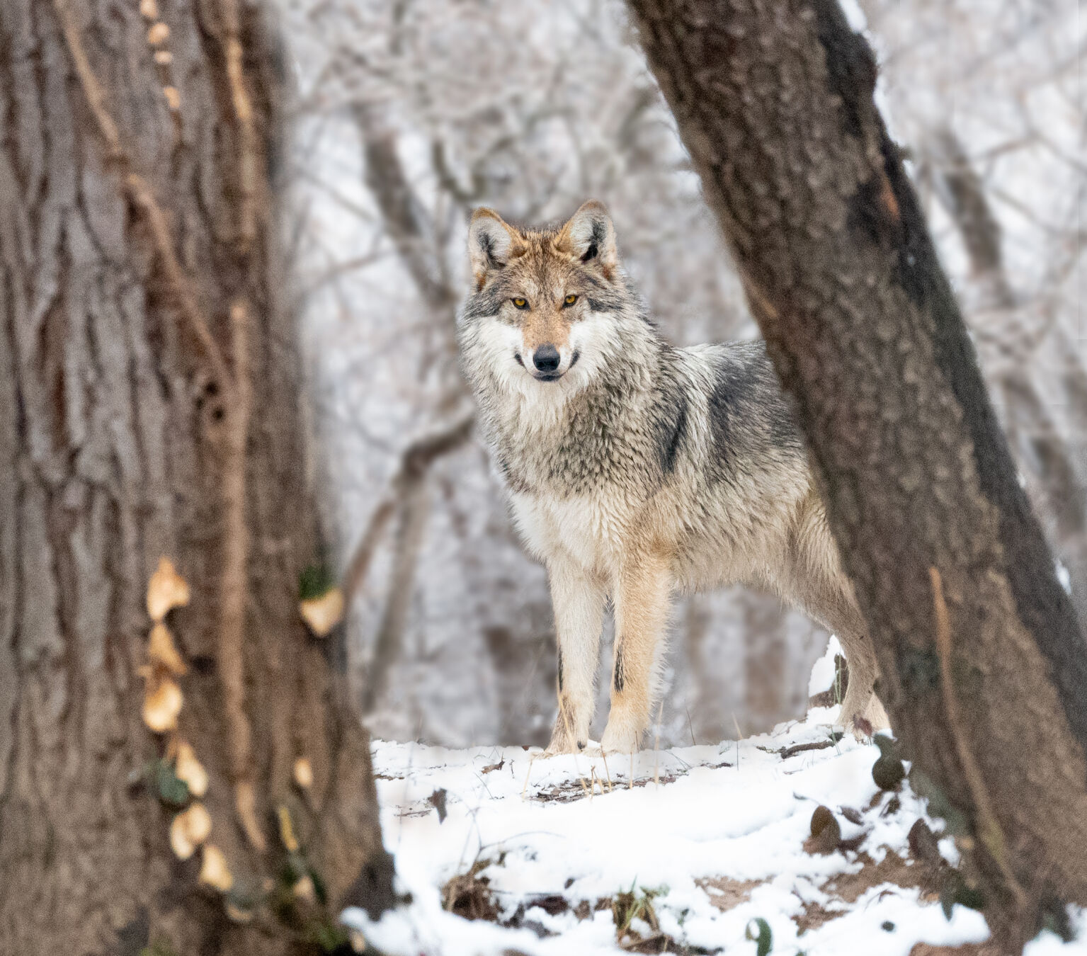 The Endangered Wolf Center connects St. Louisans with nature