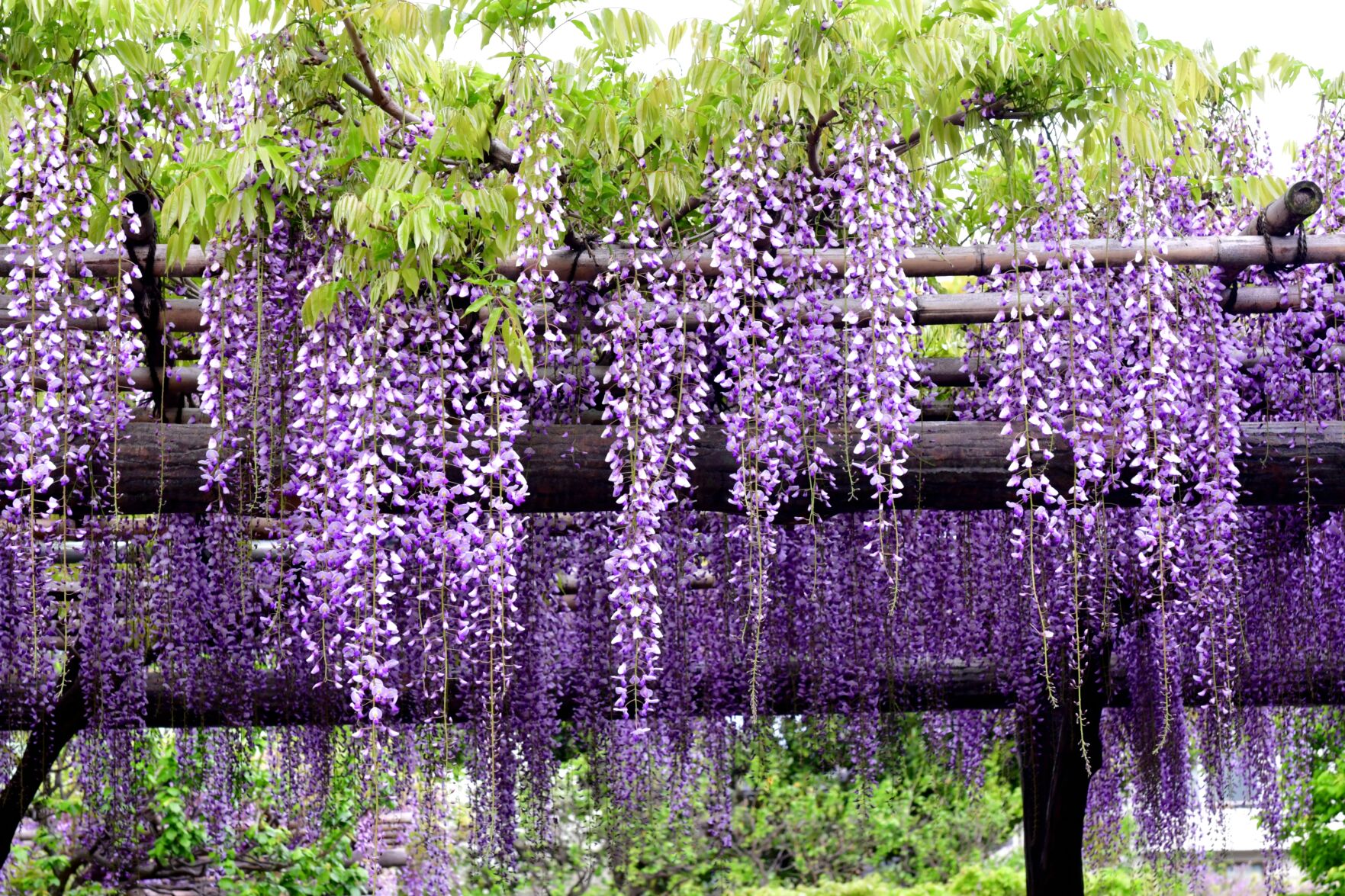 Flowering climbing vines to use in your Midwest garden