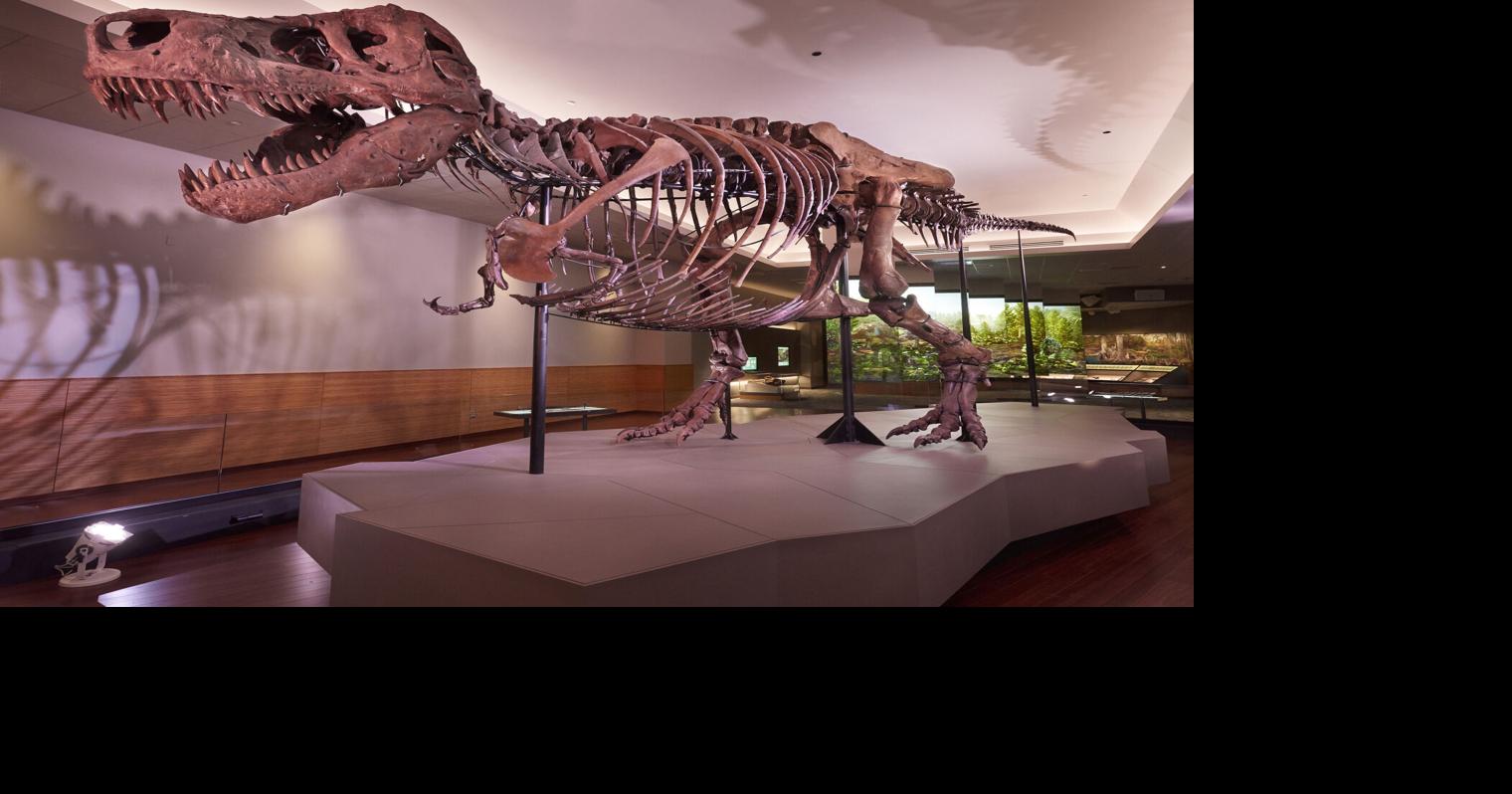 You haven't seen T.rex like this before – now on view in STL