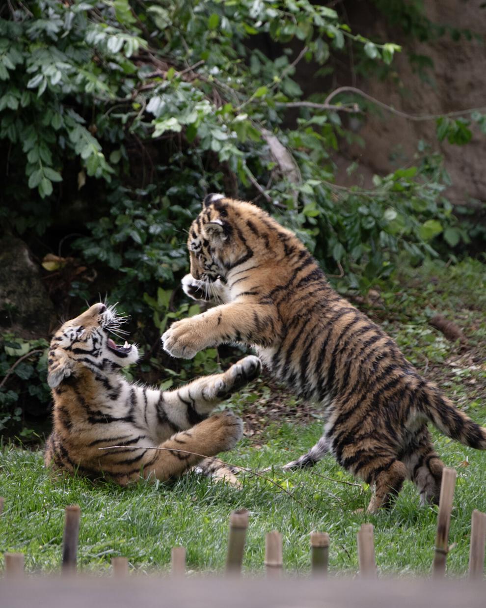 We can't handle the cuteness of the tiger cubs at STL Zoo