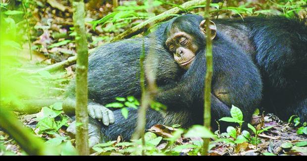 Chimpanzee: Movie Review