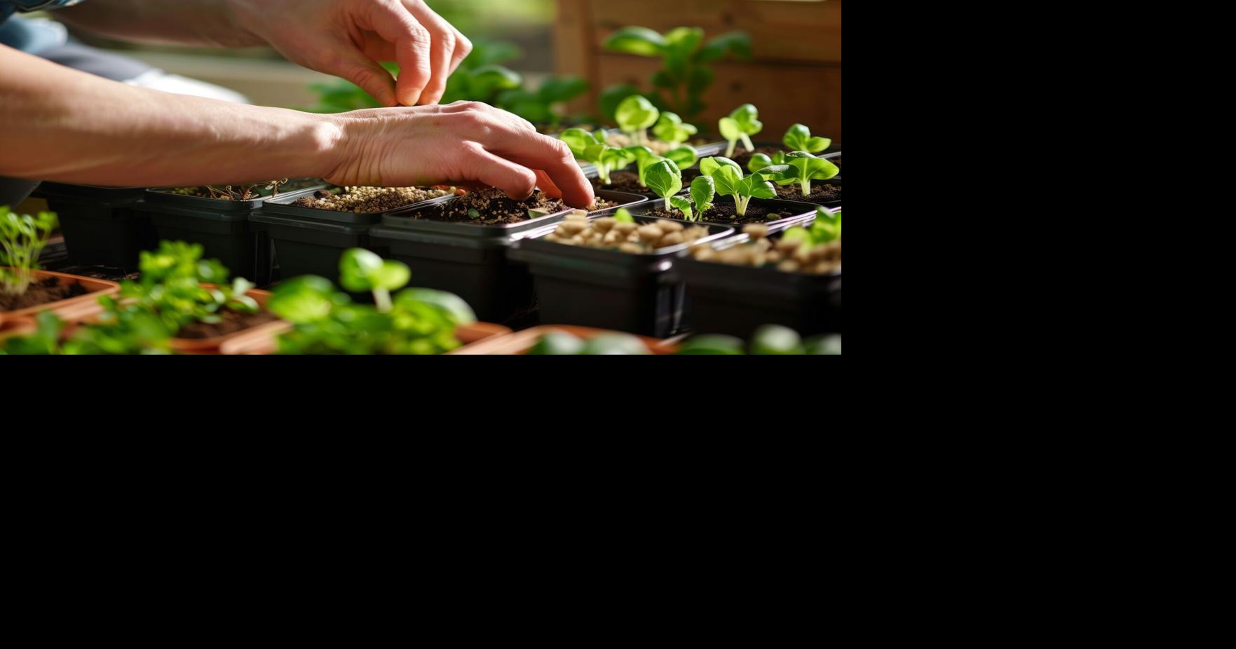 How to schedule indoor seeding for outdoor transplanting