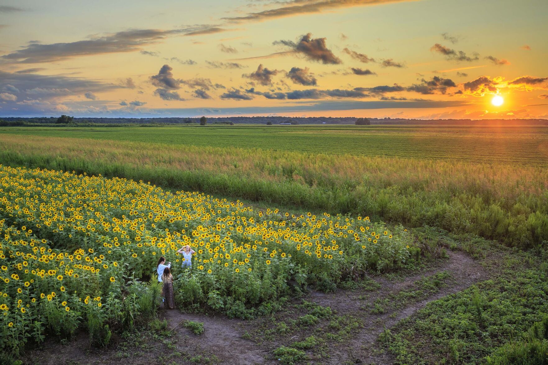 Sunflower fields around St. Louis and where to pick them