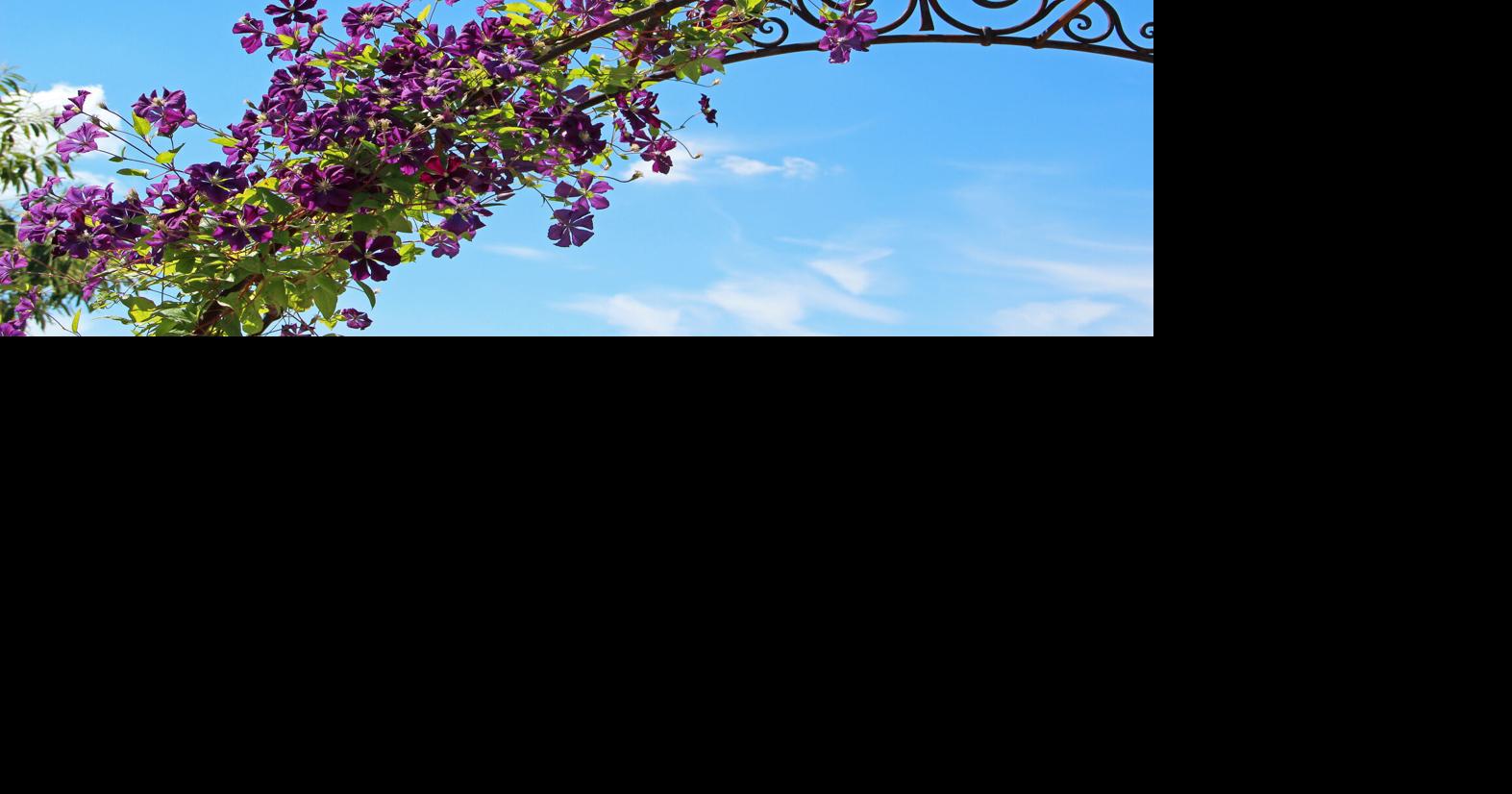 Flowering climbing vines to use in your Midwest garden