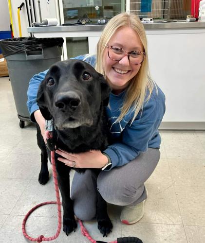 Dr. Dillon option 2.jpg