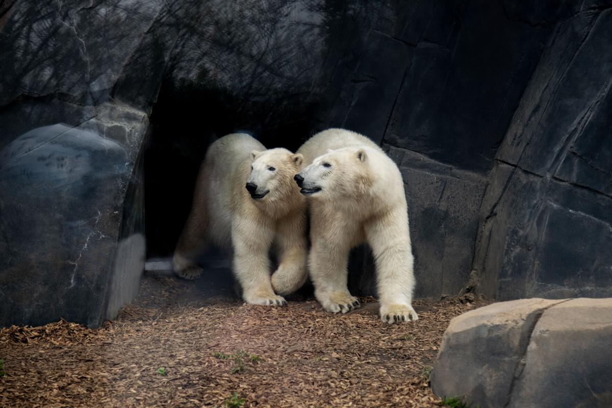 Twin polar bears make Saint Louis Zoo their home