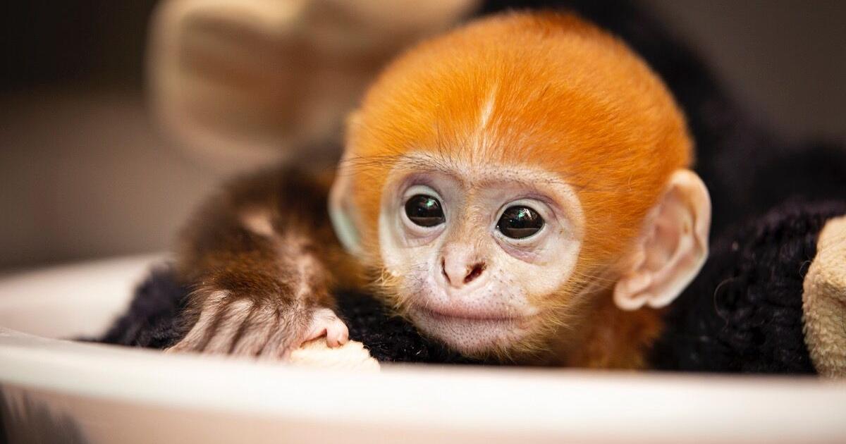 Meet Rhubarb, the Saint Louis Zoo’s newest resident
