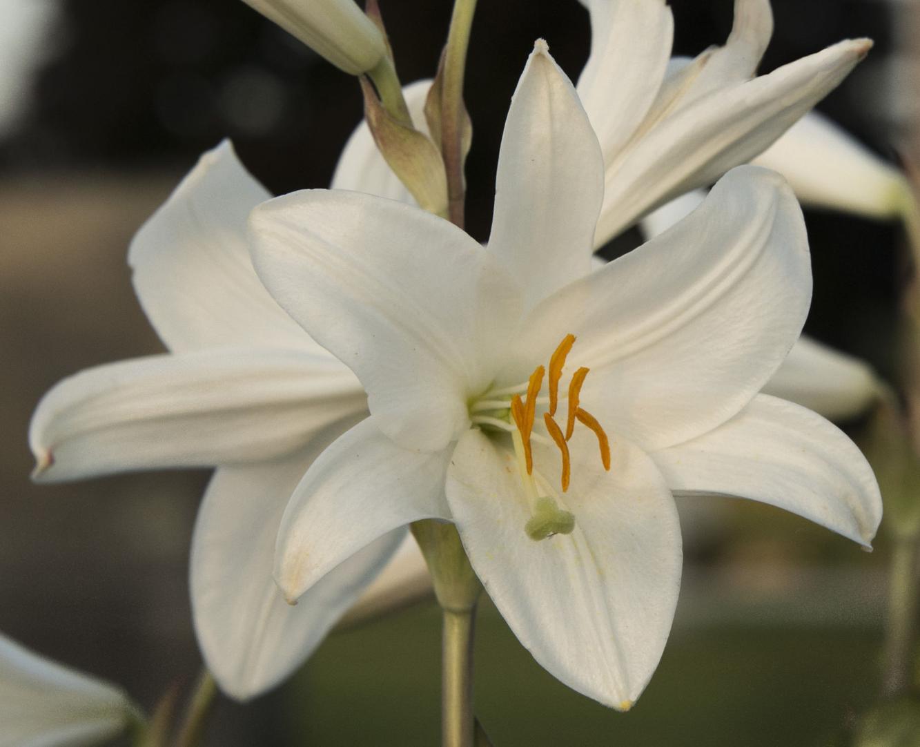 Must-Try Hardy Bulbs