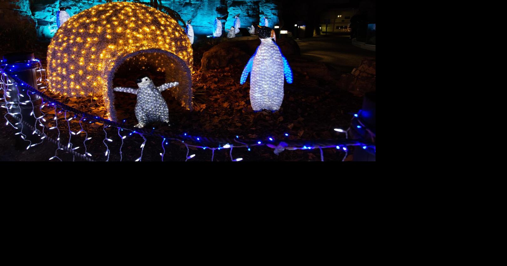 U.S. Bank Wild Lights_penguins_photo by Kari R. Frey Saint Louis Zoo.jpg
