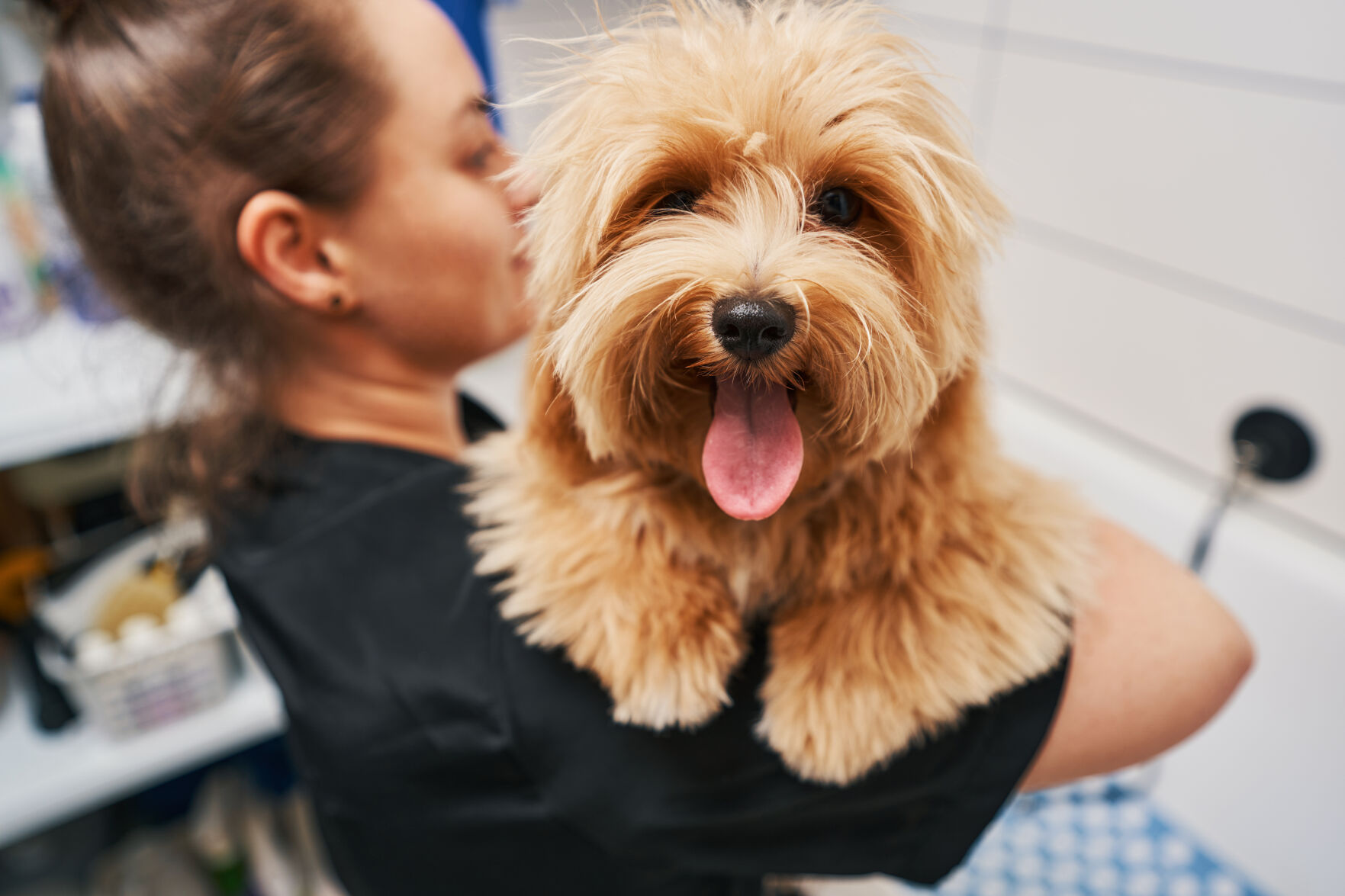 5 mobile pet groomer vans in the St. Louis area