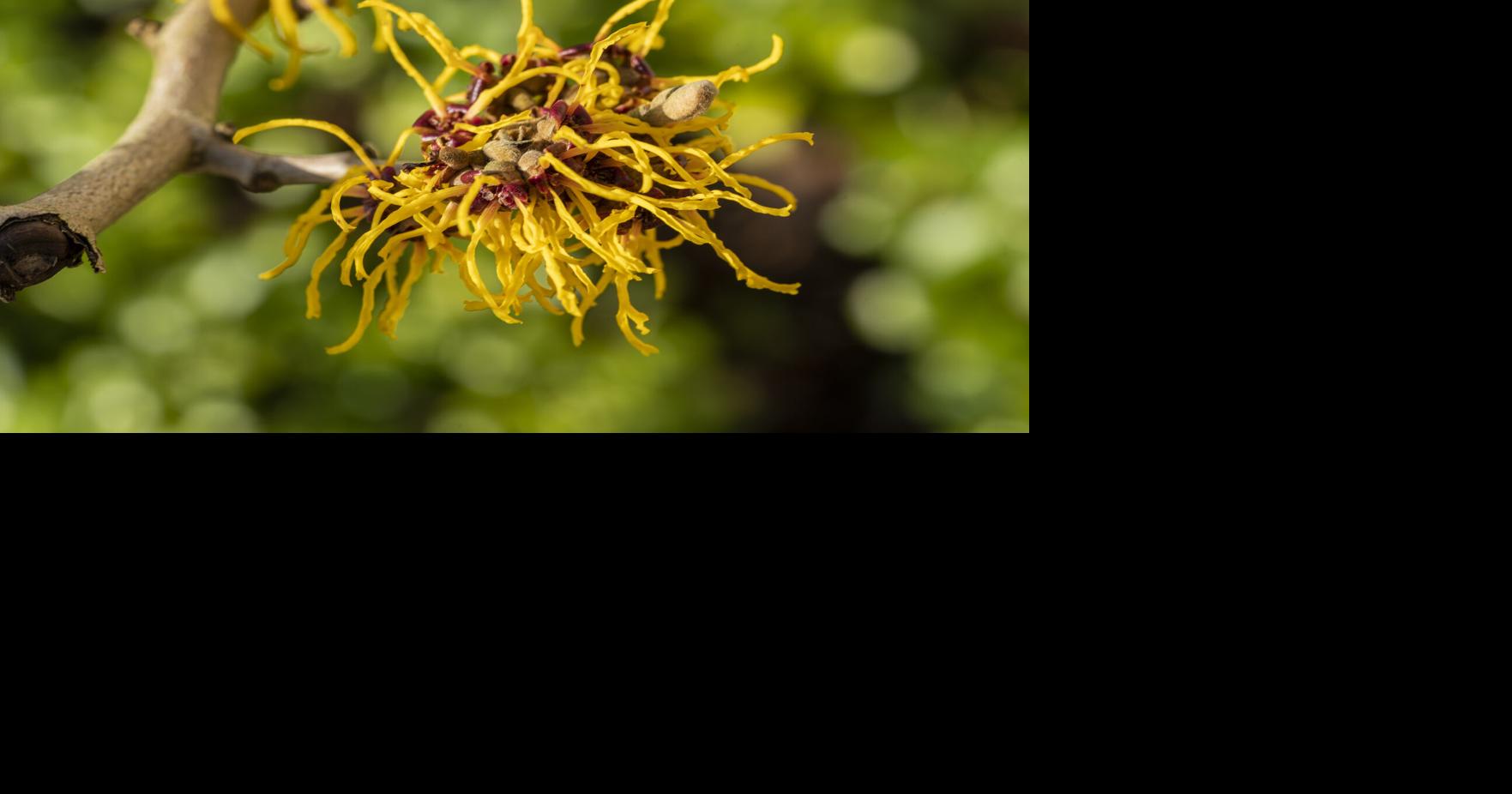 Expert advice for wet-spot planting in Ladue landscapes