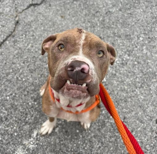 Record-breaking intakes at Stray Rescue, where hope lives on