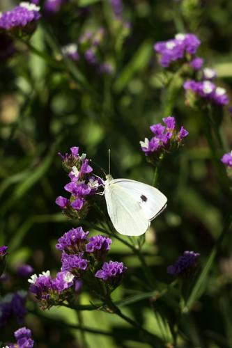 How to help the decreasing butterfly population at home
