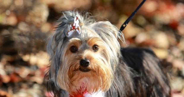 For Your Four-Legged Baby