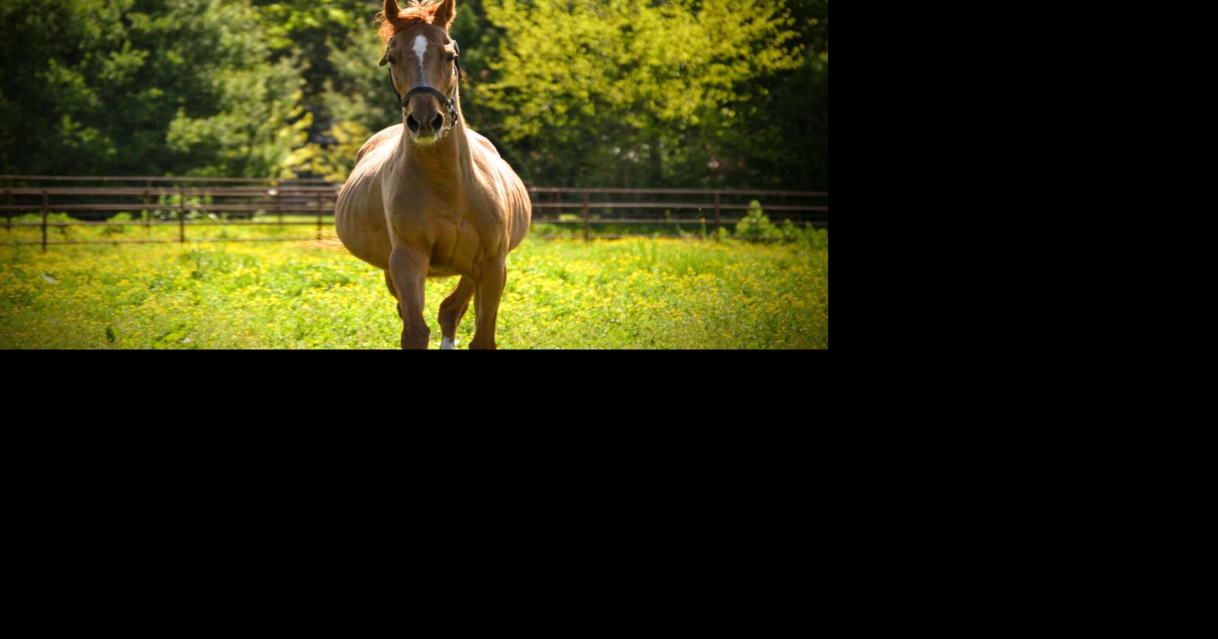 Equus Rescue and Therapy Heals Horses and Humans Through Rescue, Rehab ...