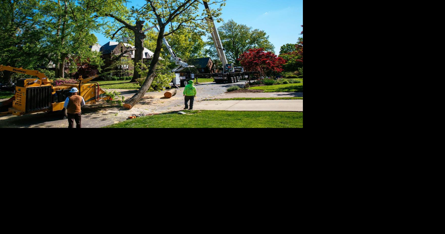 Rite-A-Way Tree Service, LLC Provides The Best and Nothing Less