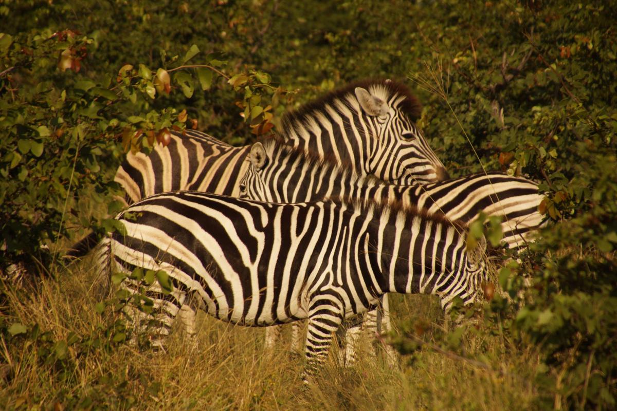 Expect the Unexpected on African Safaris