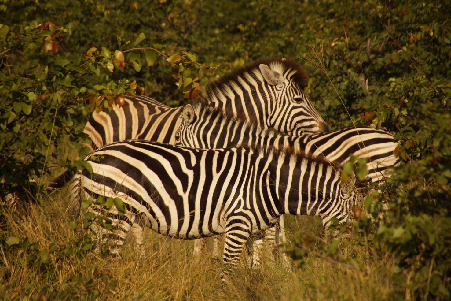 Expect the Unexpected on African Safaris
