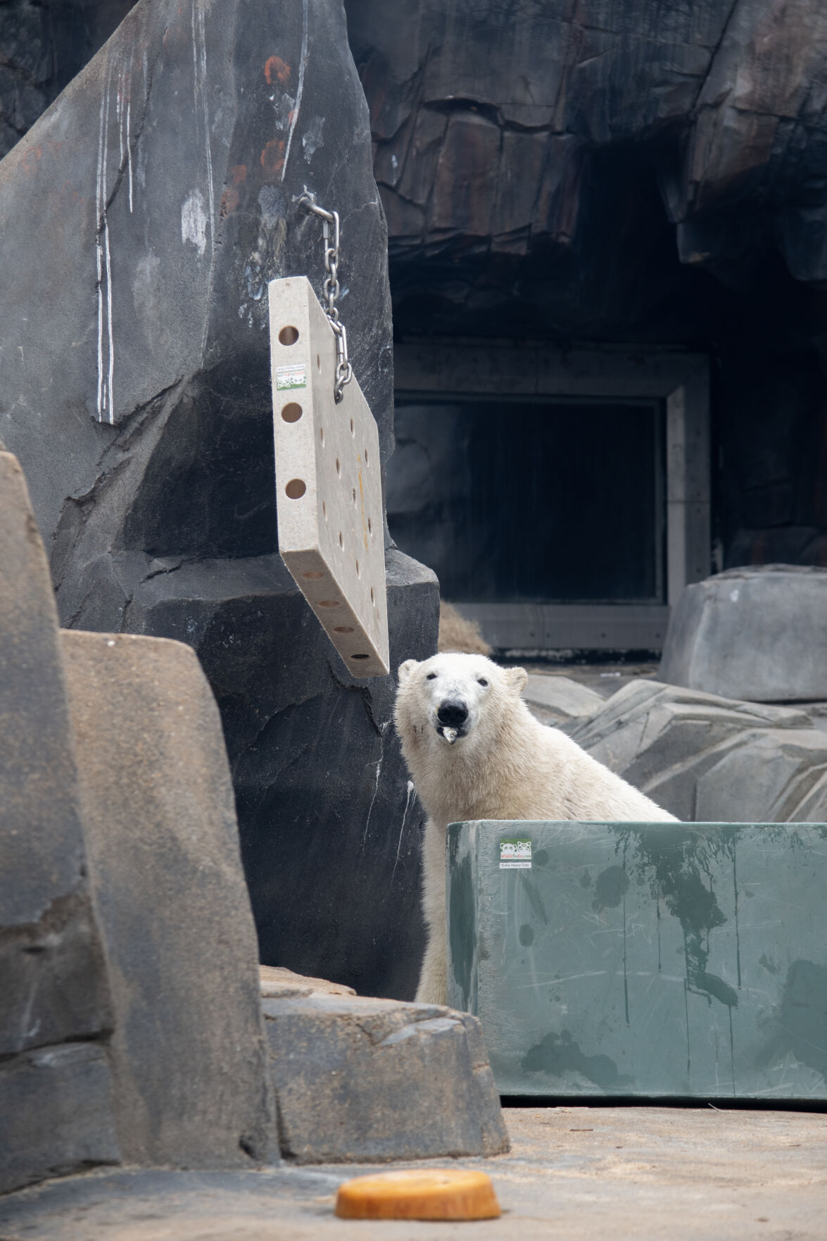 Twin polar bears make Saint Louis Zoo their home