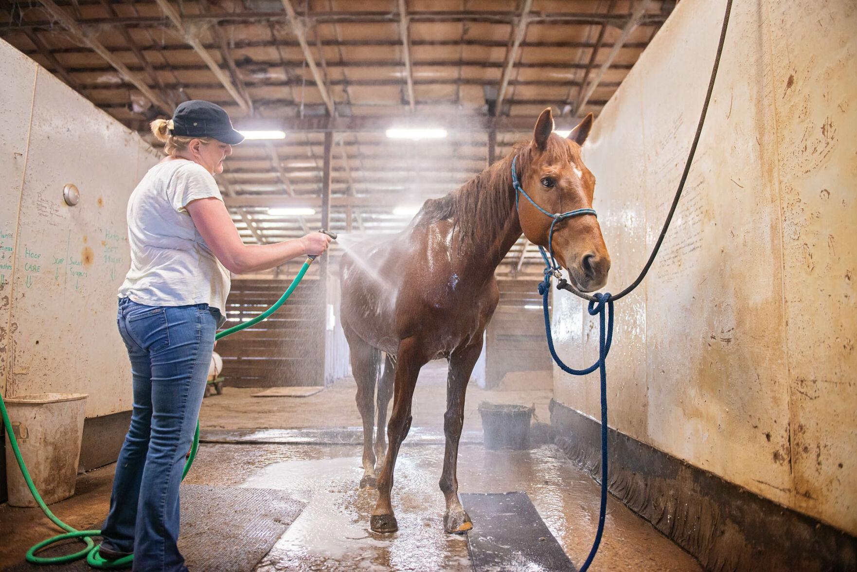Equus Rescue and Therapy Heals Horses and Humans Through Rescue, Rehab ...