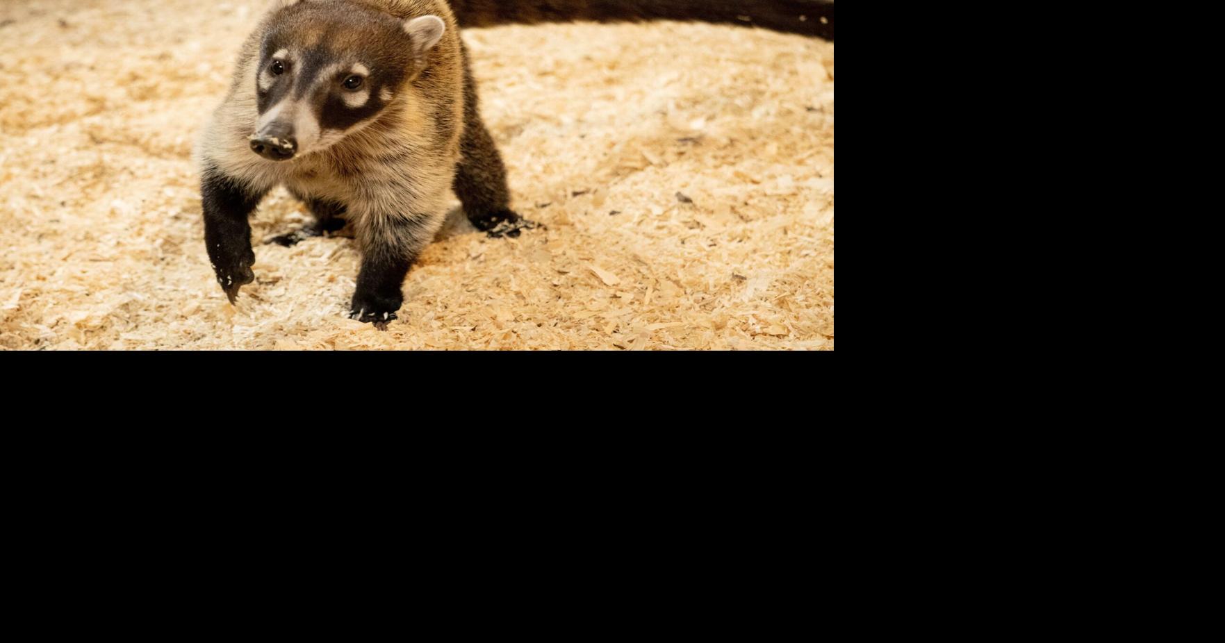 Meet the species coming to the Zoo's Destination Discovery