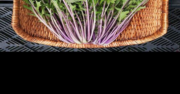 Early-spring crops to plant in your garden now