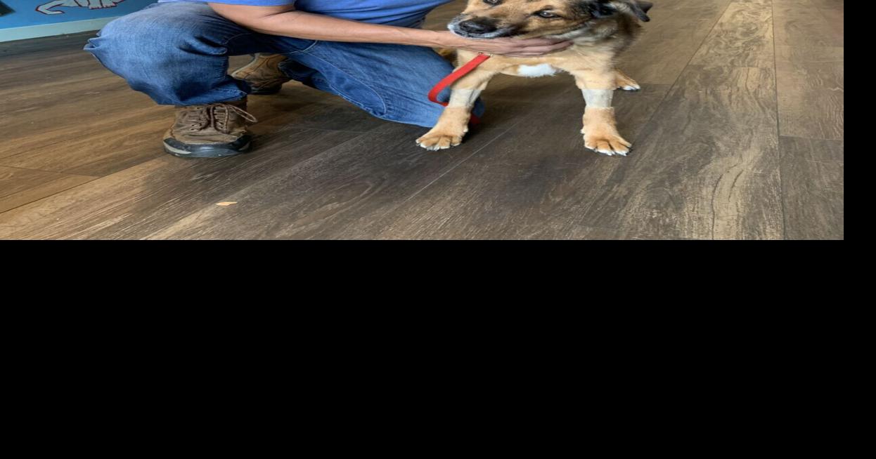 Gateway Pet Guardians offers barrier-free foster and adoption in St. Louis