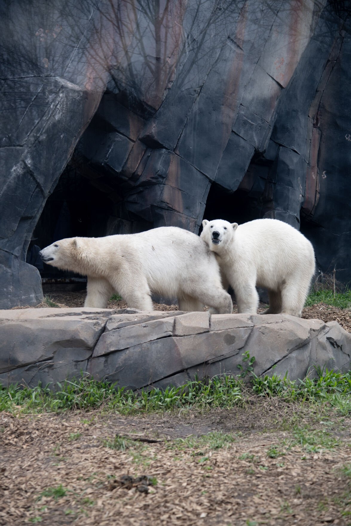 Twin polar bears make Saint Louis Zoo their home