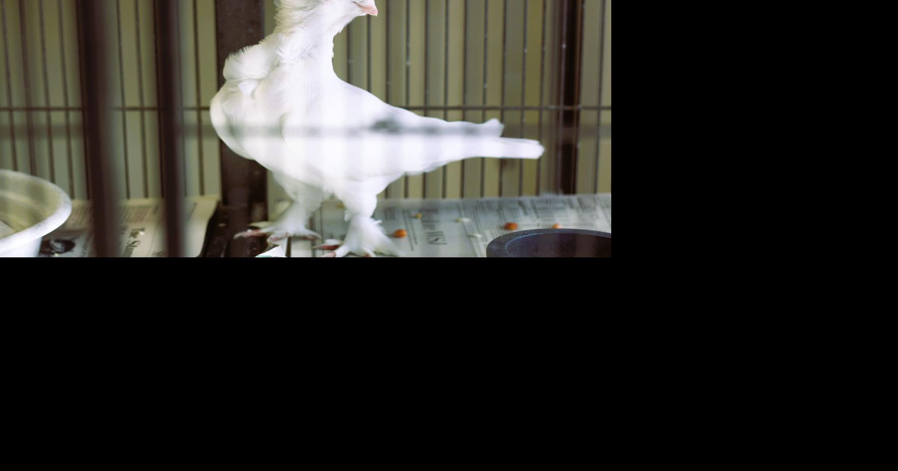 This STL area nonprofit cares for Missouri’s wild songbirds