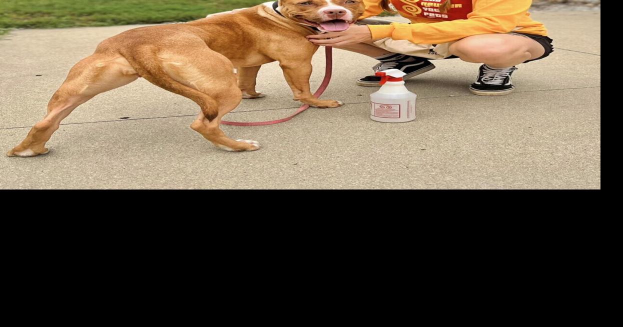 St. Louis area animal shelters seeking volunteers