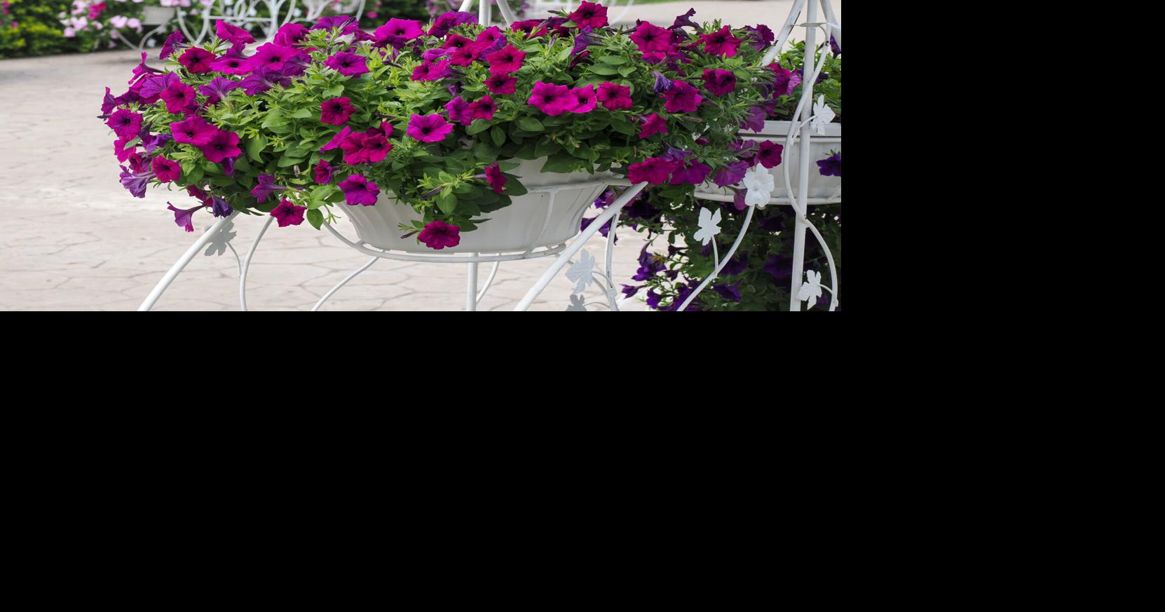 Beautiful petunia flowers in plant pot hanging outdoors