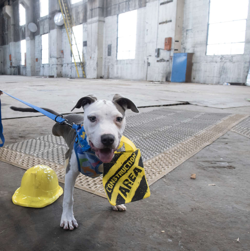 Stray Rescue of St. Louis animal shelter breaks ground on $25 million ...