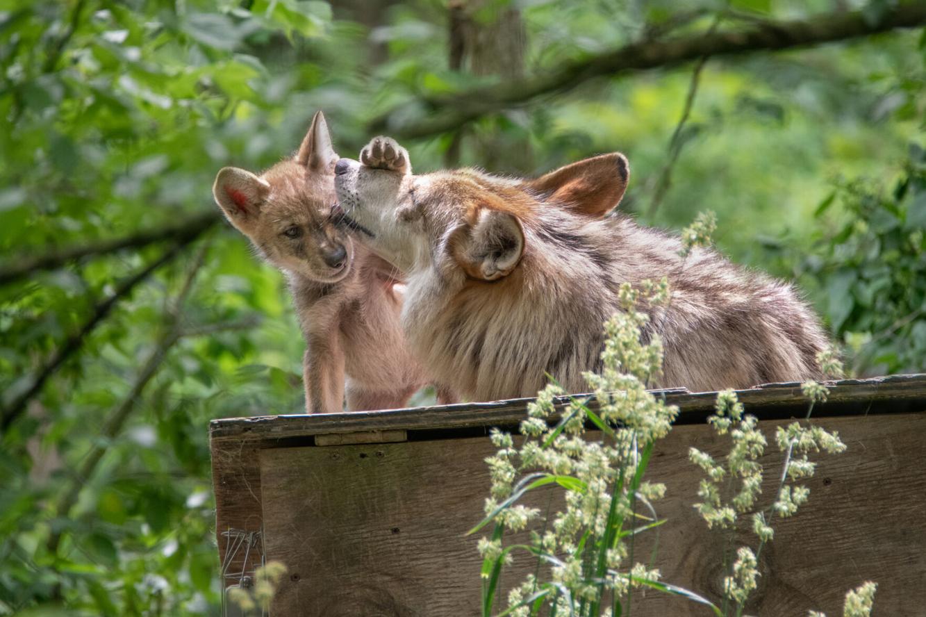 The Endangered Wolf Center connects St. Louisans with nature