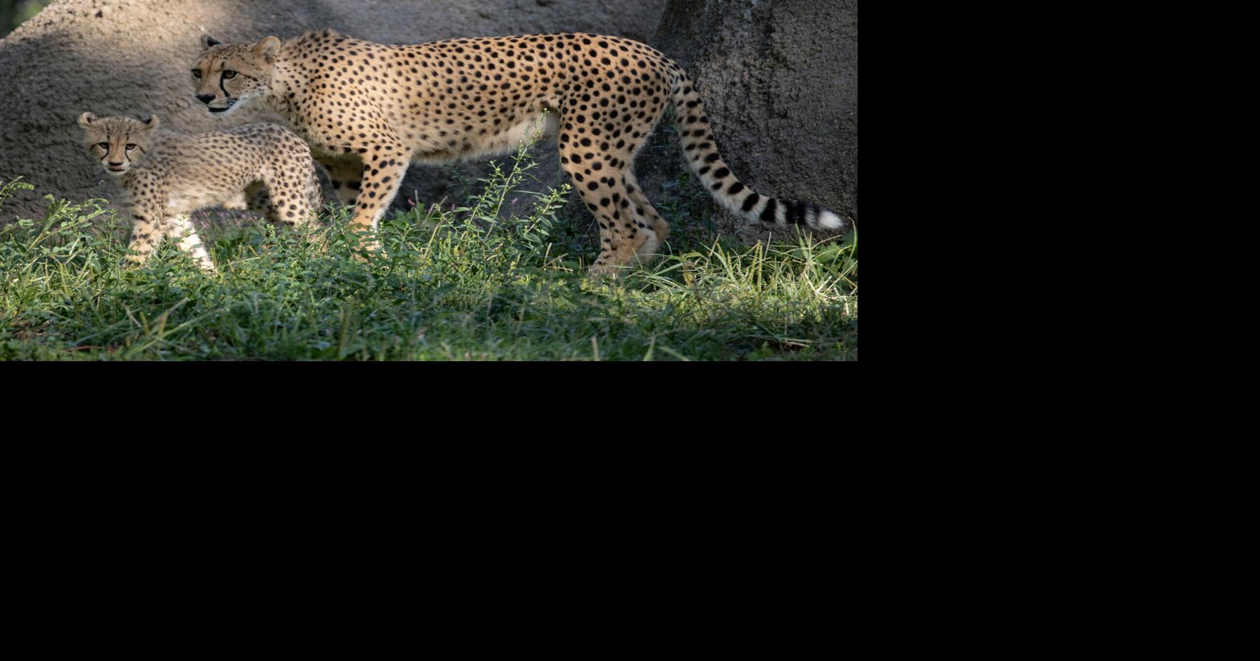 The Saint Louis Zoo welcomes cheetah cubs