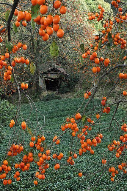 Why Persimmon Trees Make Excellent Fall Additions to Your Garden in the ...