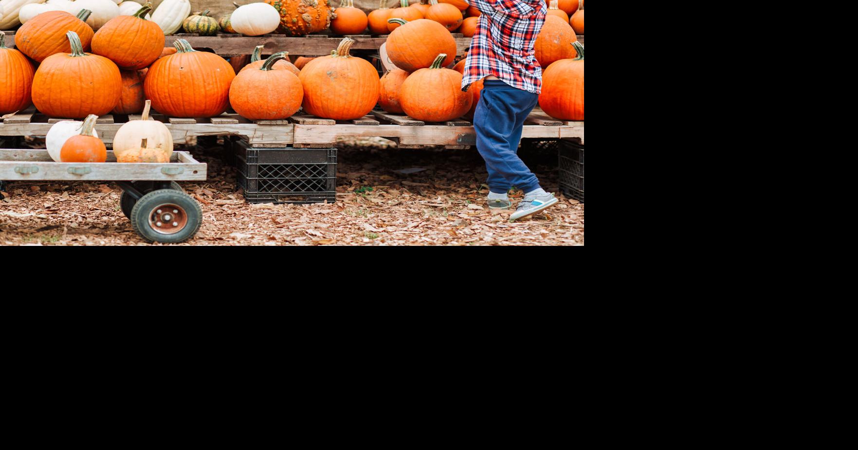 6 St. Louis area farms for pumpkin picking