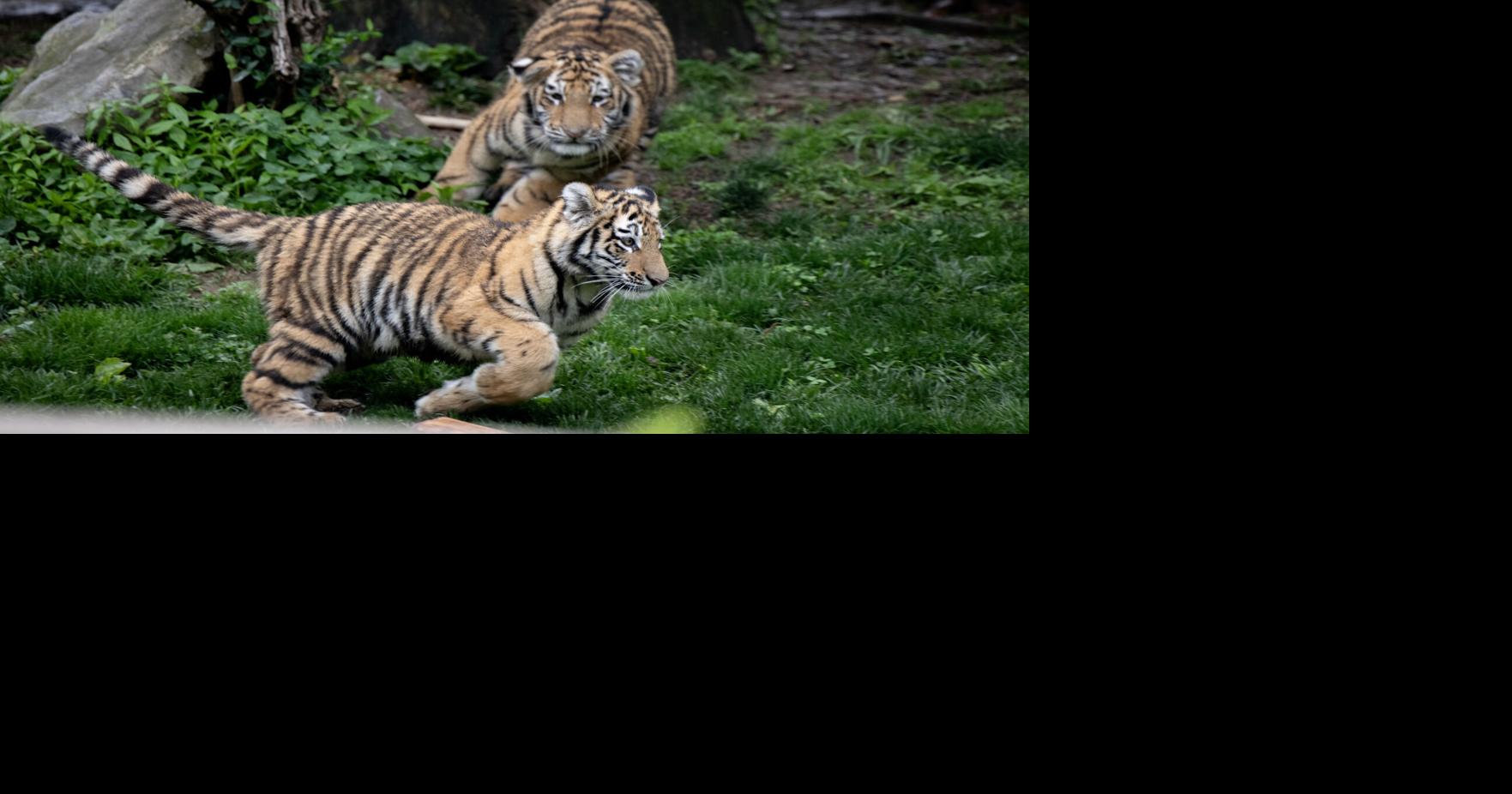 We can't handle the cuteness of the tiger cubs at STL Zoo